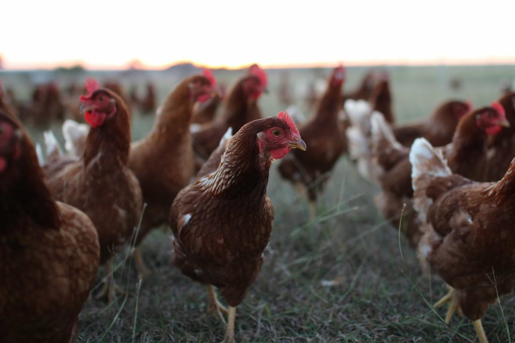 Poultry Farm Quality: Standards Guide | Inciner8
